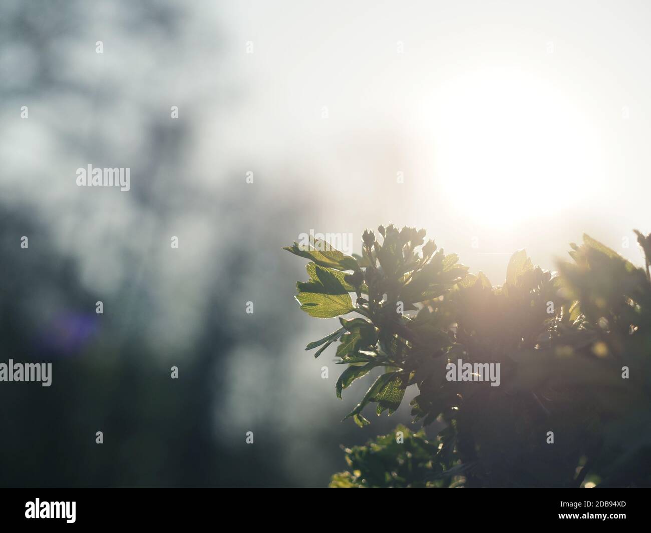 Morning sun rays over a hedge, natural seasonal spring picture, Back ...
