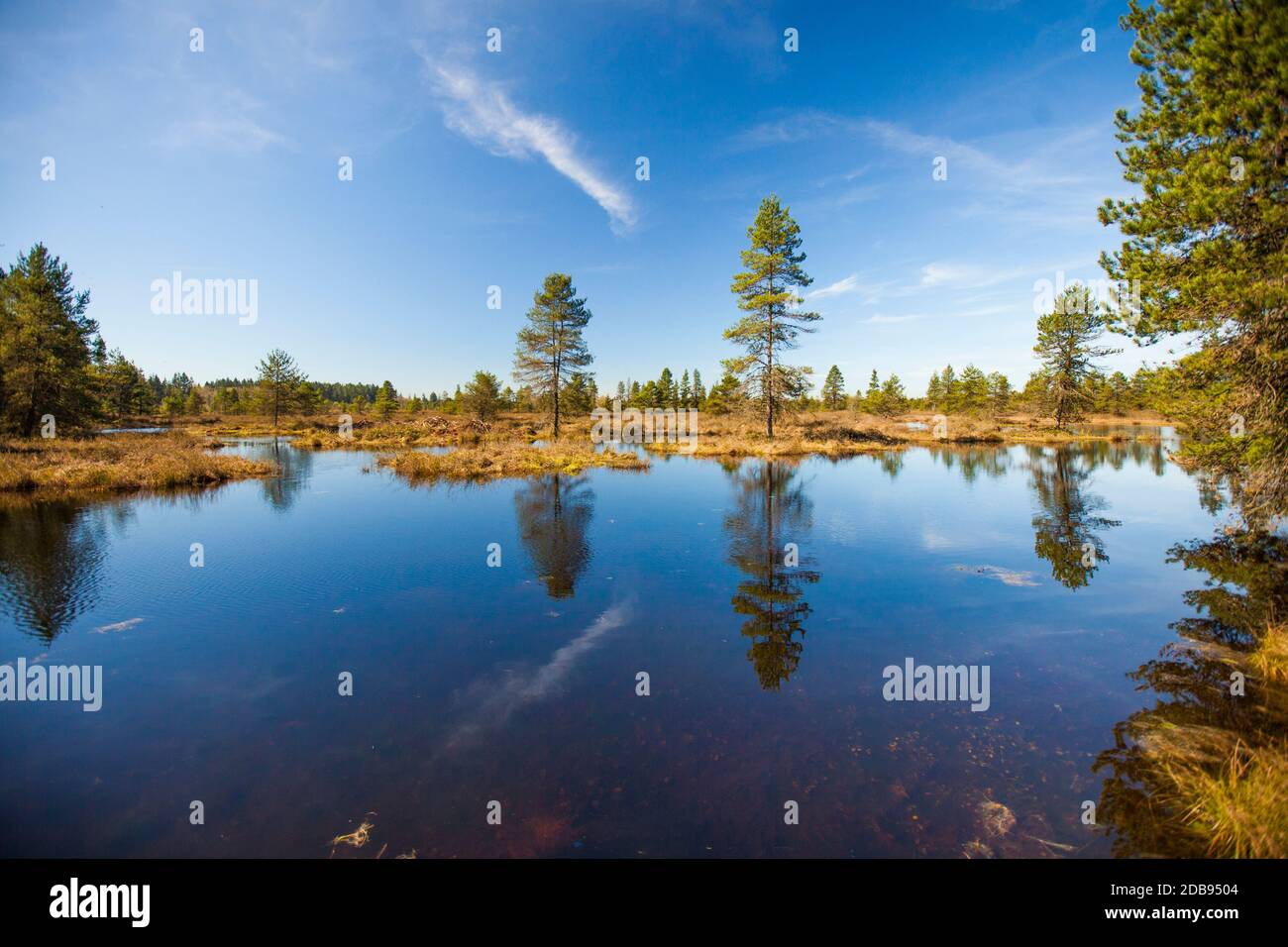 Pine trees growing in bog ecosystem, Fort Langley, British Columbia ...