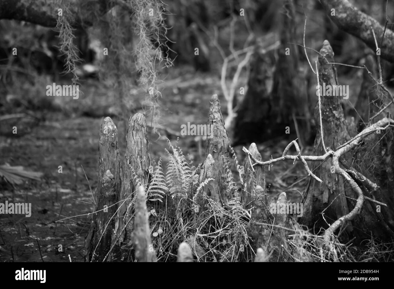 Tree in swamp Black and White Stock Photos & Images - Alamy