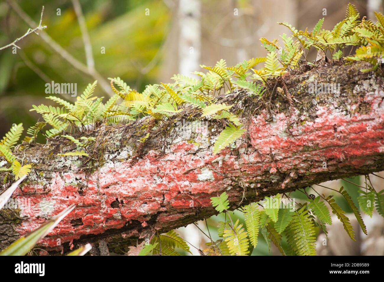 Fern growing on a limb Stock Photo - Alamy
