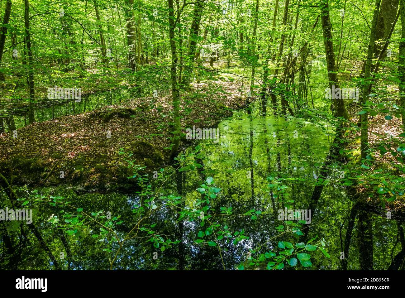 Fontainebleau green forest landscape near Paris, France Stock Photo - Alamy