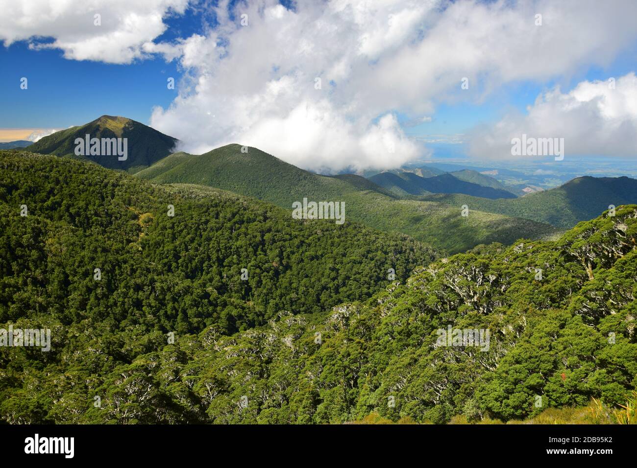 Kahurangi national park mount arthur hi-res stock photography and ...