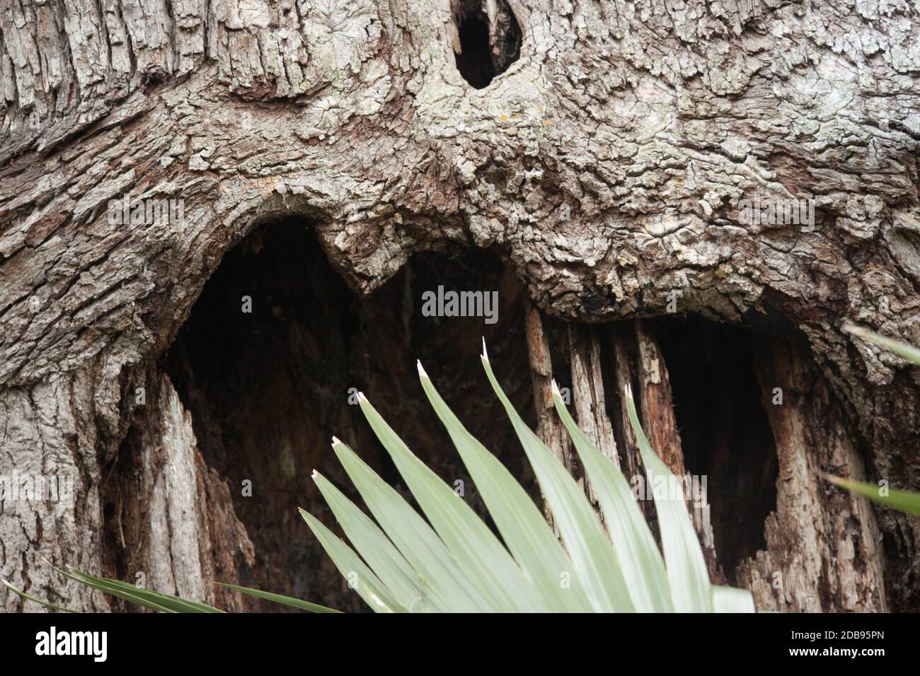 Abstraction of old tree wound Stock Photo - Alamy