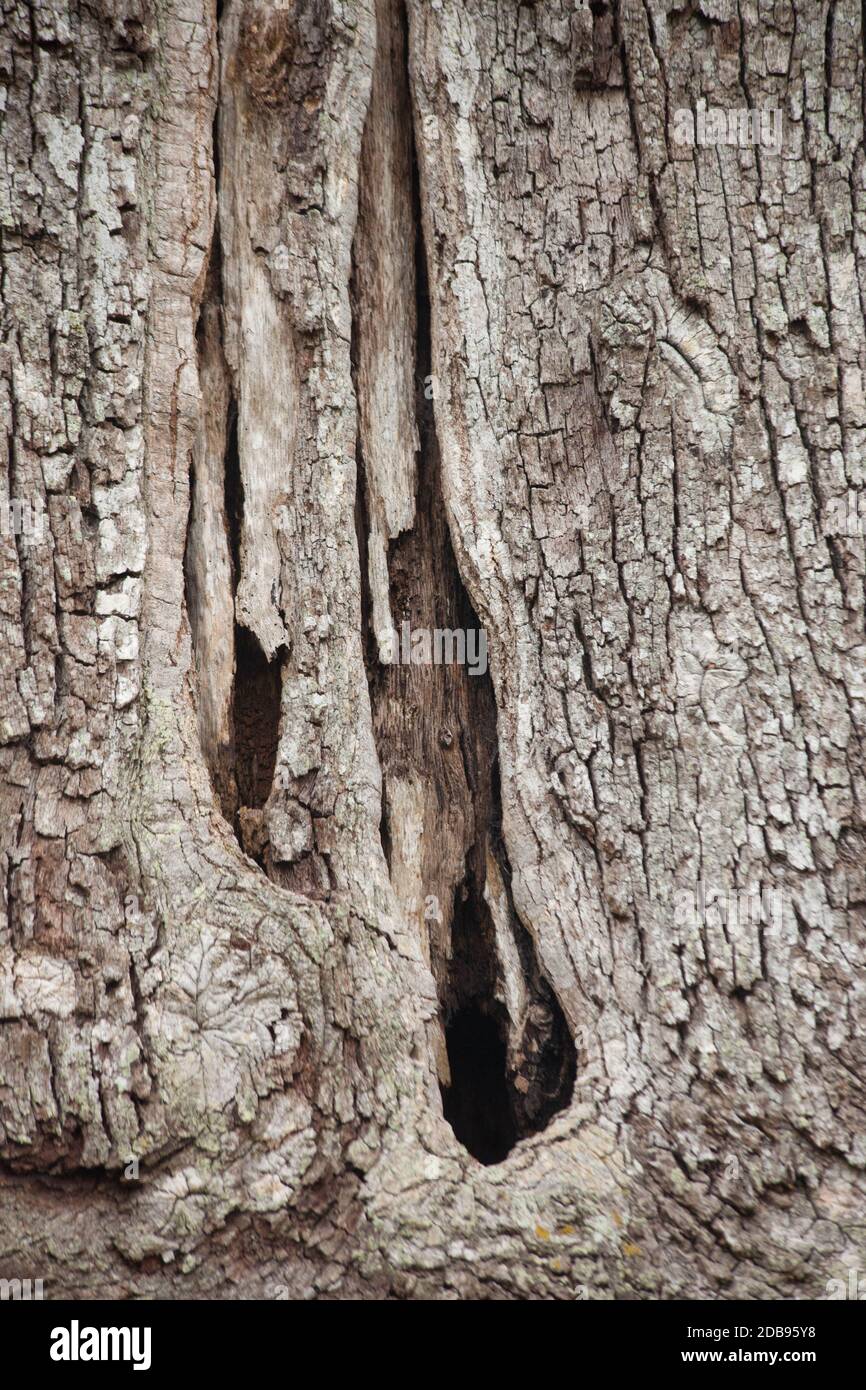 Abstraction of old tree wound Stock Photo - Alamy
