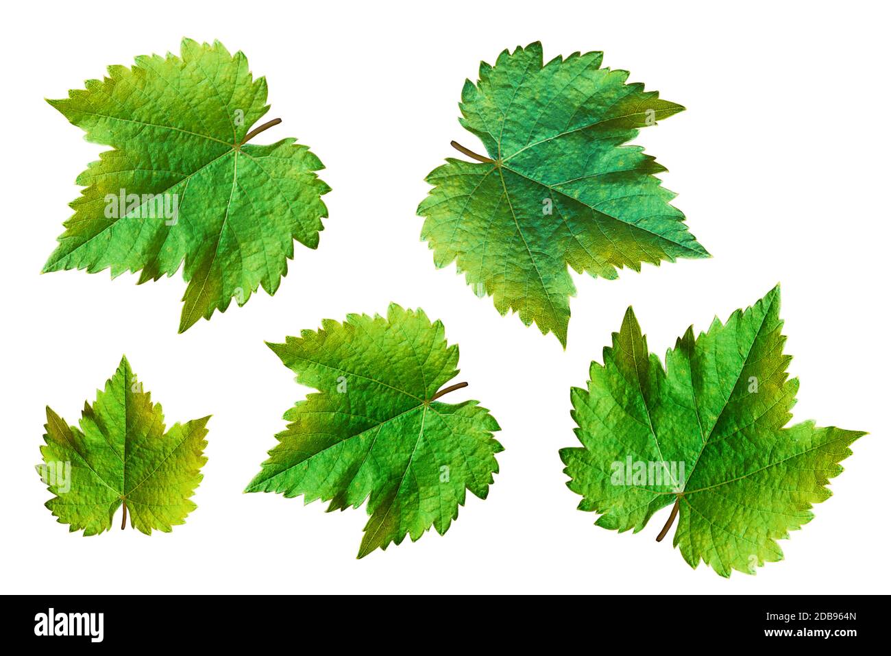 Top view,Set of Grape leaves isolated on white background. 5 clipping ...