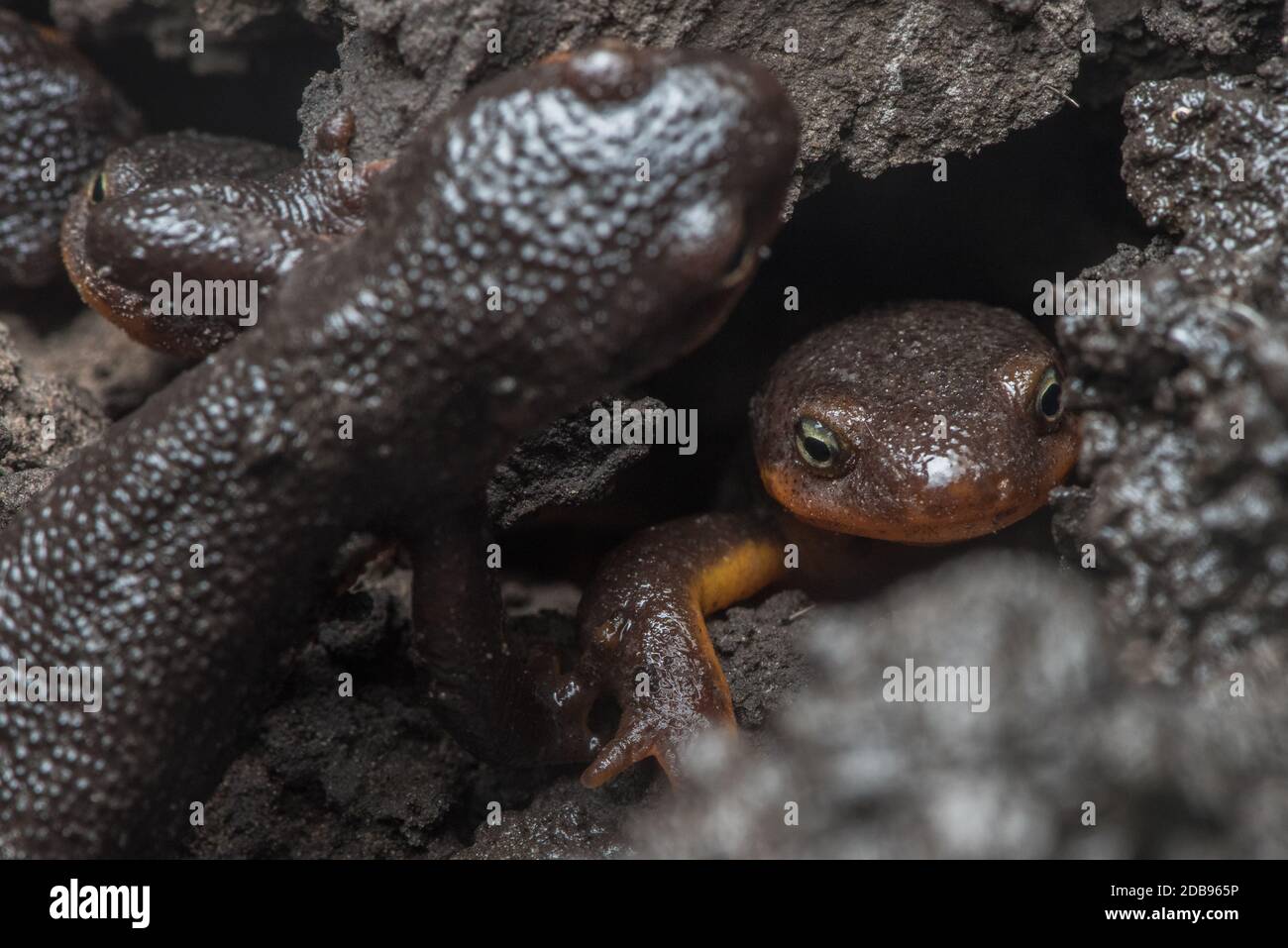 Rough skinned newt hi-res stock photography and images - Alamy