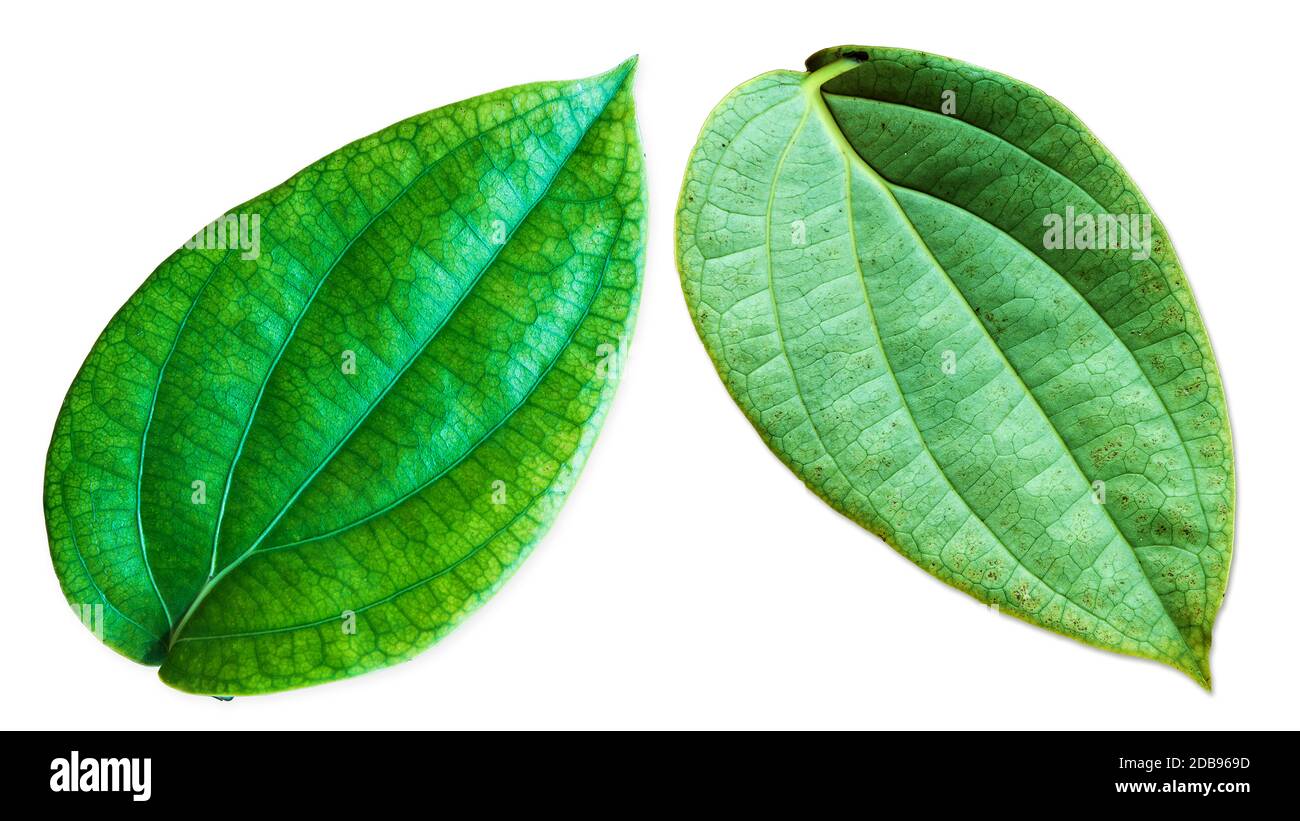 Fresh pepper leaf with stem front and back on white background ...