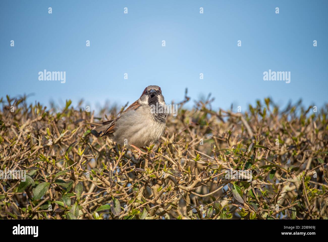 Bird tree sparrow flying hi-res stock photography and images - Alamy