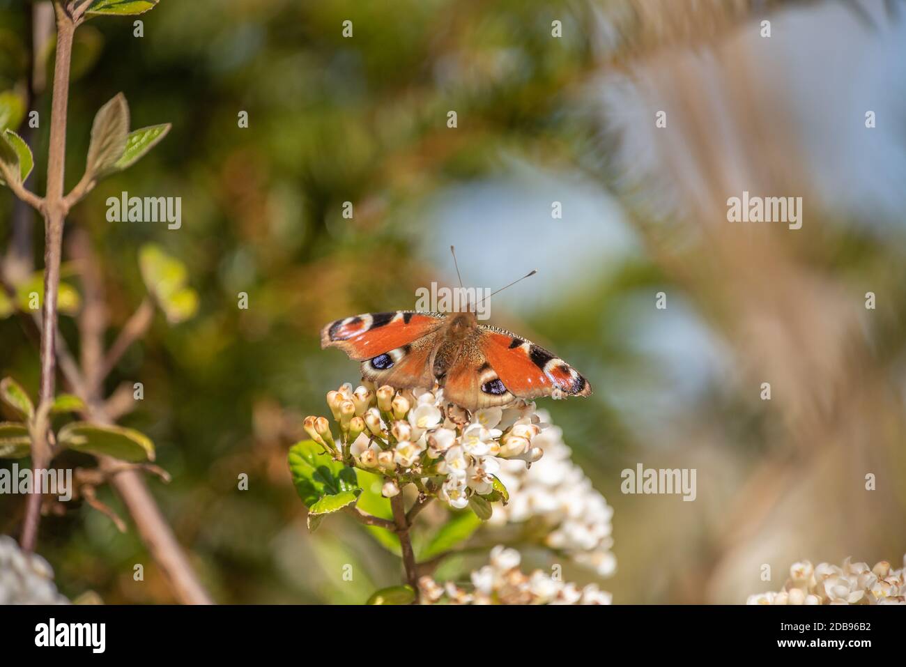 Eye butterfly hi-res stock photography and images - Alamy