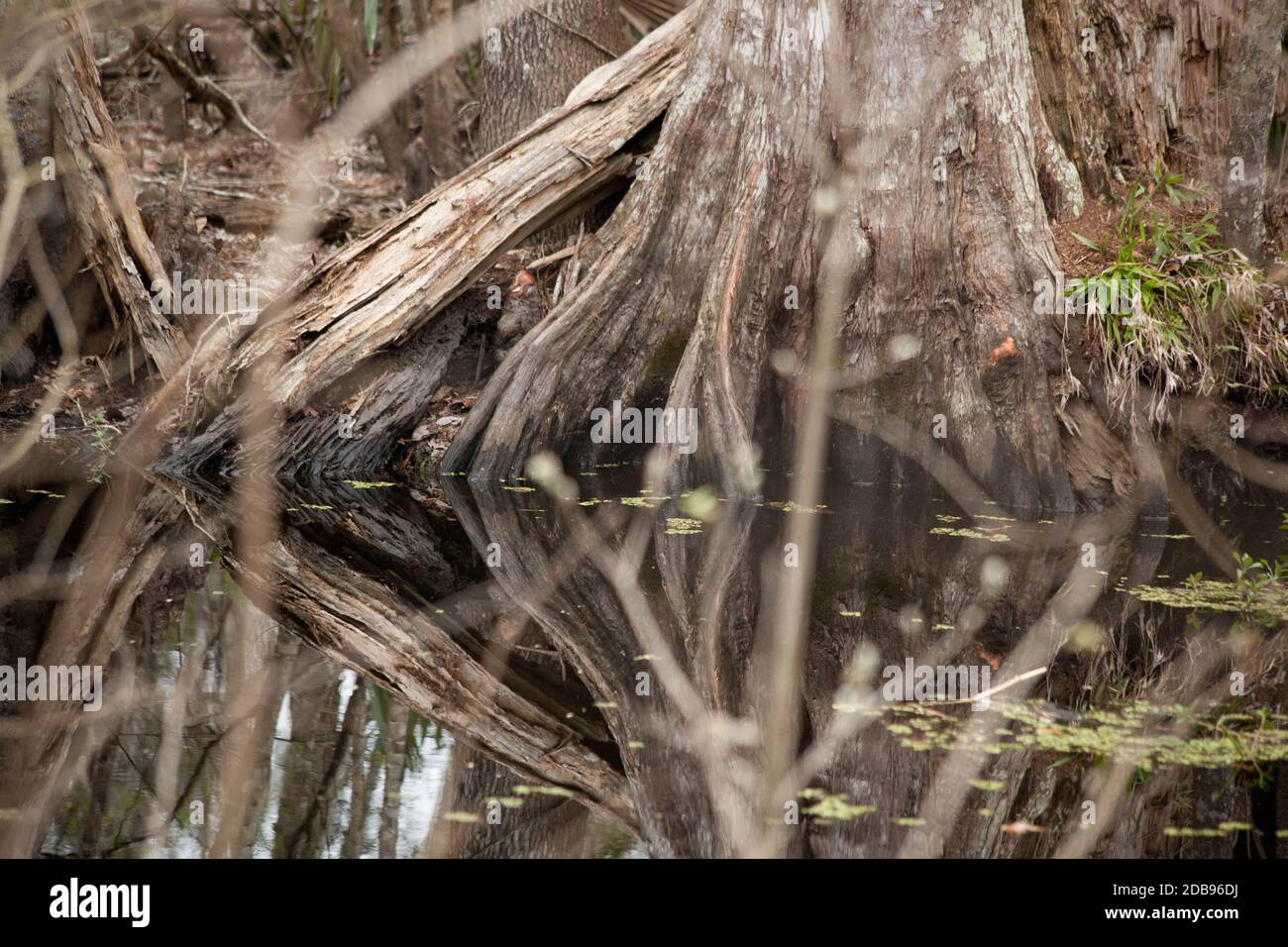 Tree in swamp reflected in water Stock Photo - Alamy
