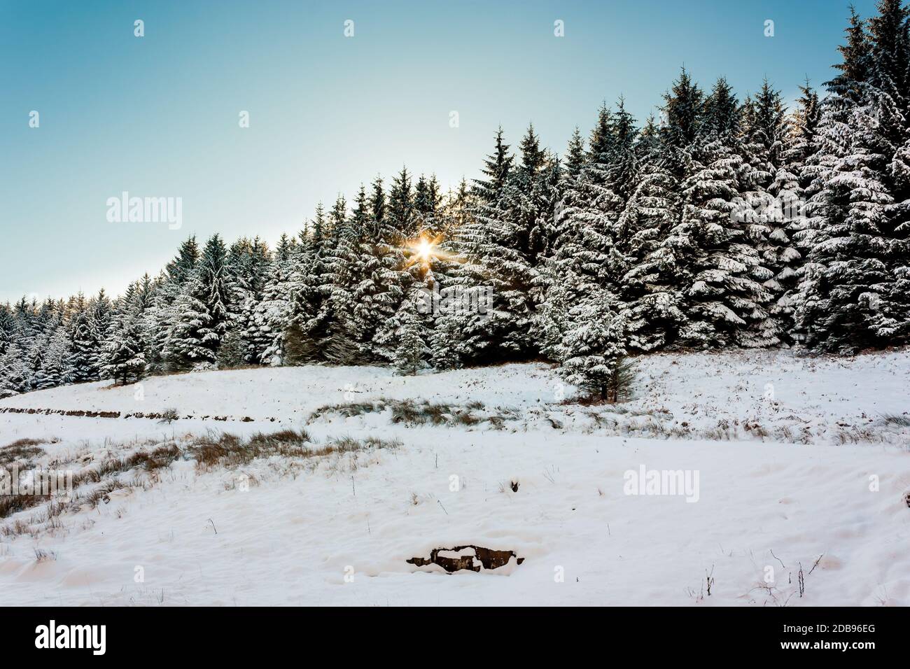 Late afternoon sun shining through snow covered trees in a forest Stock ...