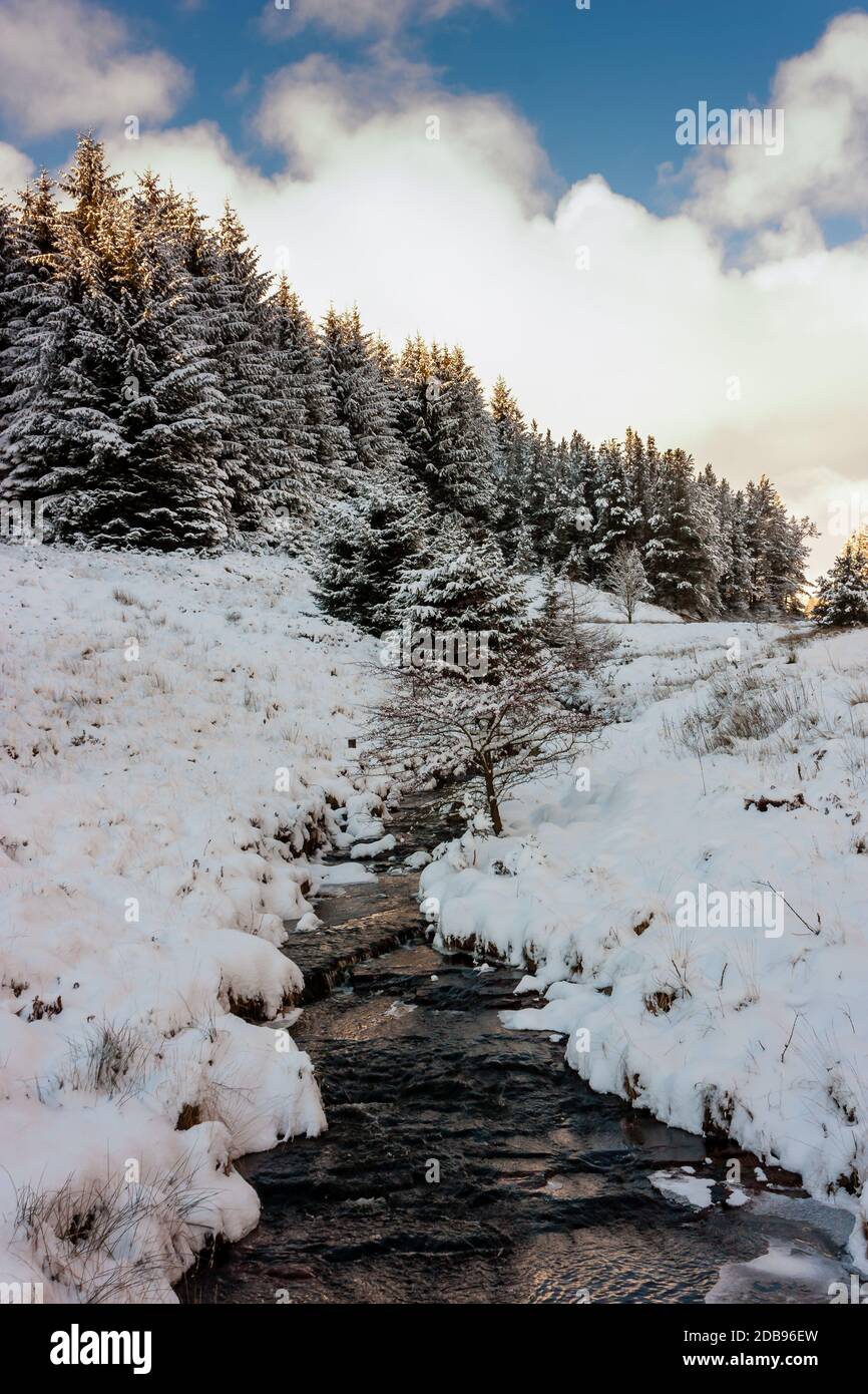 Beautiful snow covered forest landscape in South Wales, UK Stock Photo ...