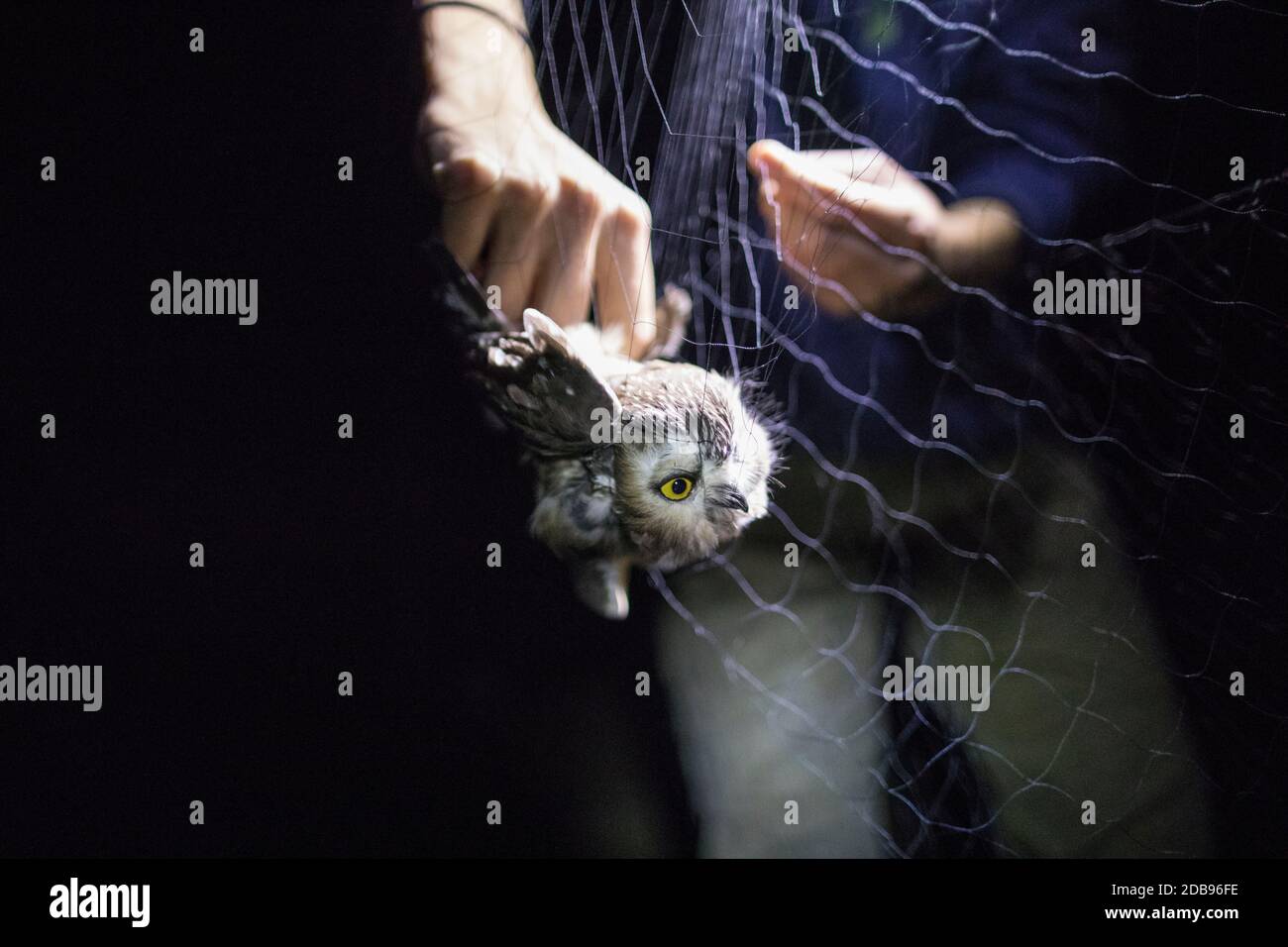 Mist nets hi-res stock photography and images - Alamy