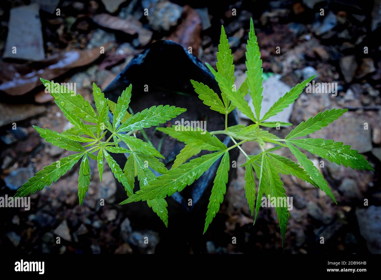 Marijuana leaves growth in the farm. Green leaf cannabis tree. Natural ...