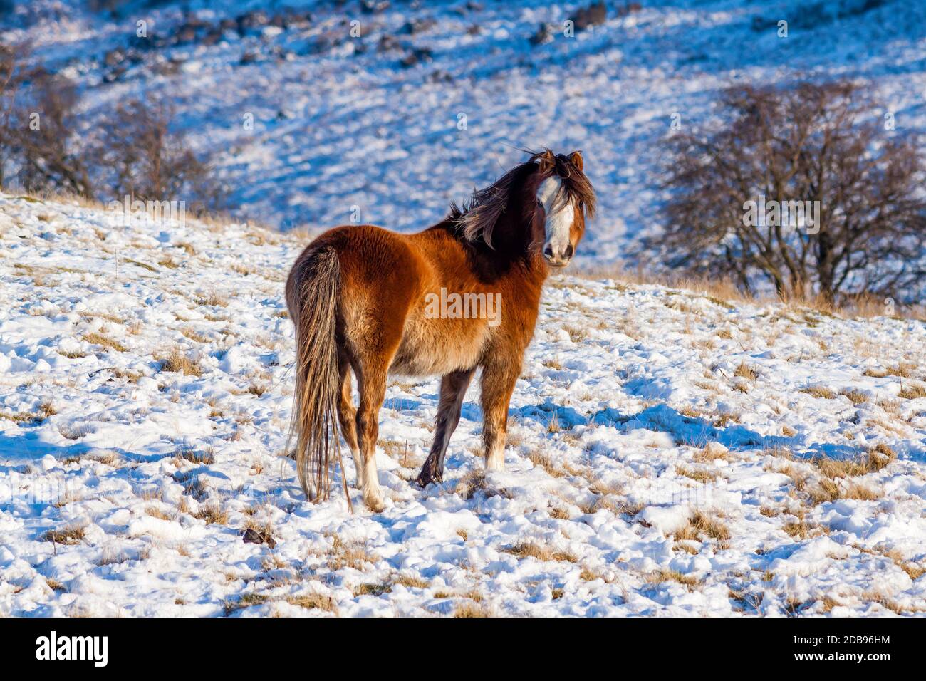 Welsh pony snow hi-res stock photography and images - Alamy