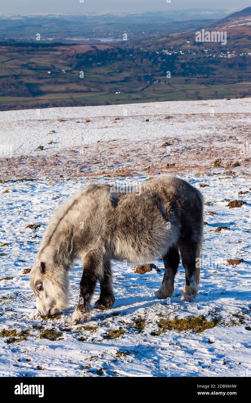 Shetland ponies wild hi-res stock photography and images - Alamy