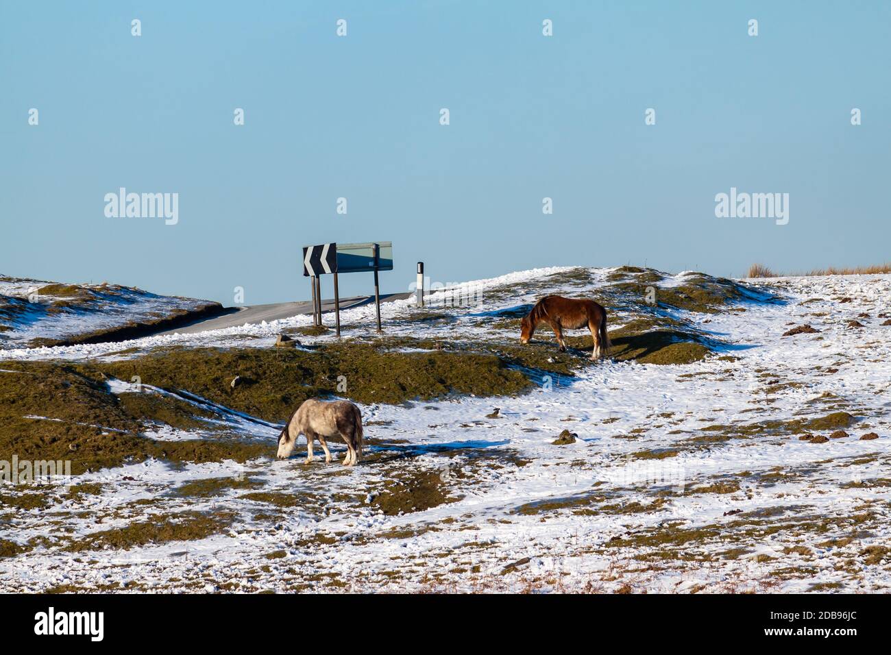 Wild mountain ponies in a cold, snowy, winter landscape (Wales, UK ...