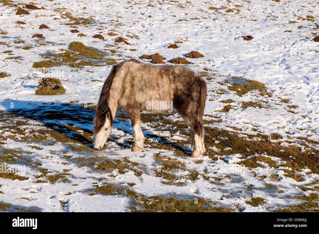 Shetland ponies wild hi-res stock photography and images - Alamy