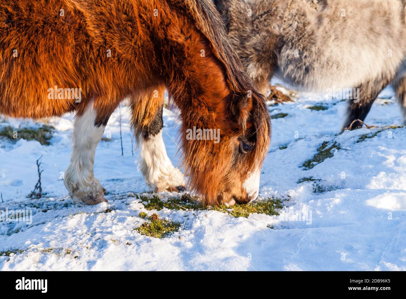 Wild ponies grazing for food in a cold, snowy, winter landscape Stock ...
