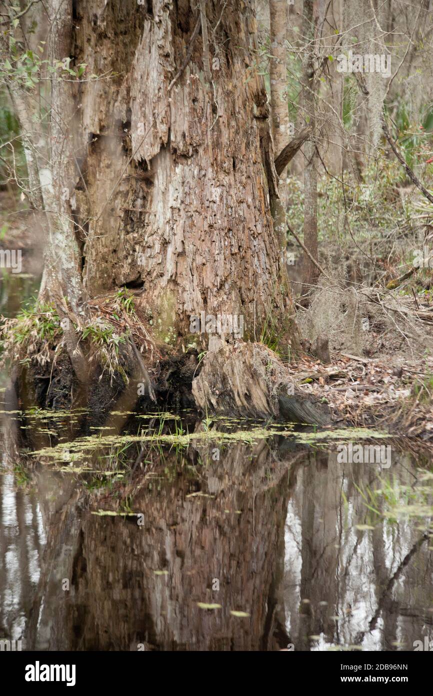 Tree in swamp reflected in water Stock Photo - Alamy