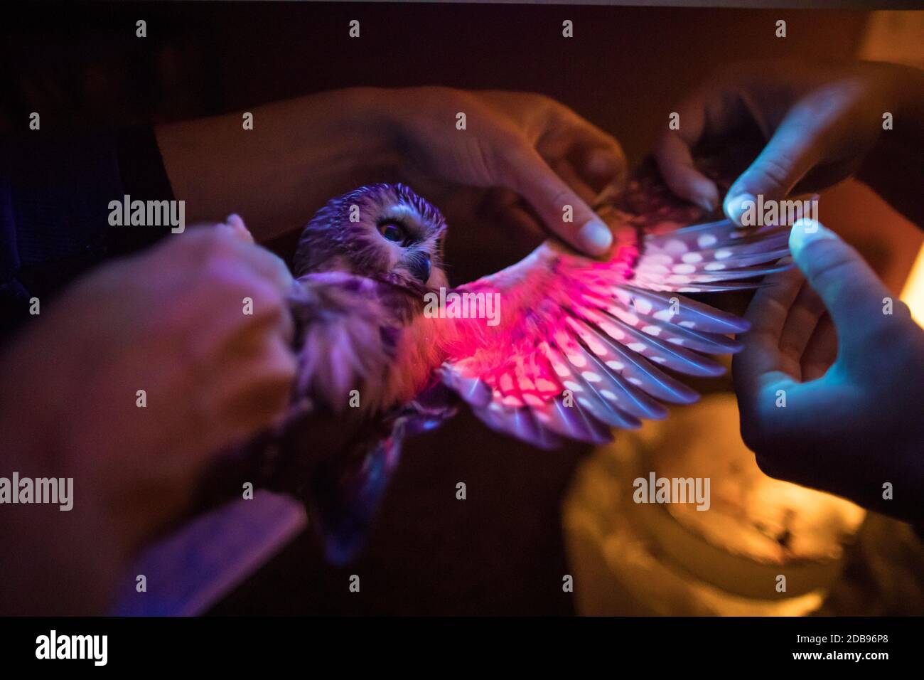 Researchers age a Northern Saw-whet Owls (Aegolius acadicus) using ultraviolet (UV) light, which ...