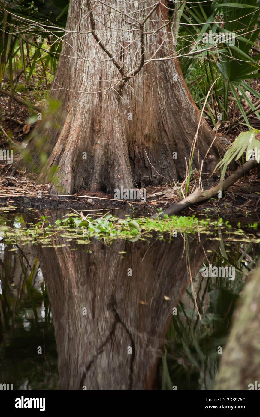 Tree in swamp reflected in water Stock Photo - Alamy