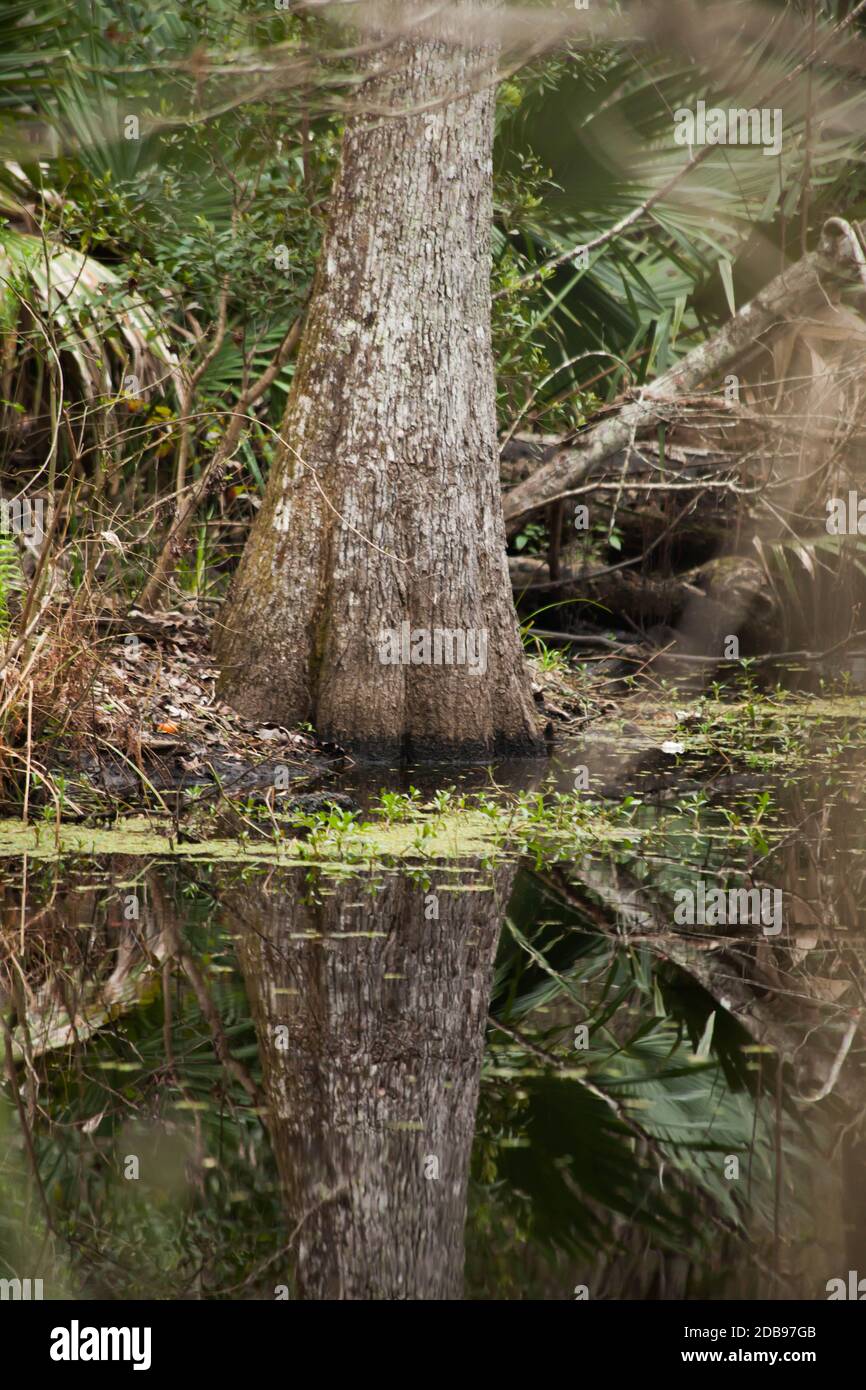 Tree in swamp reflected in water Stock Photo - Alamy