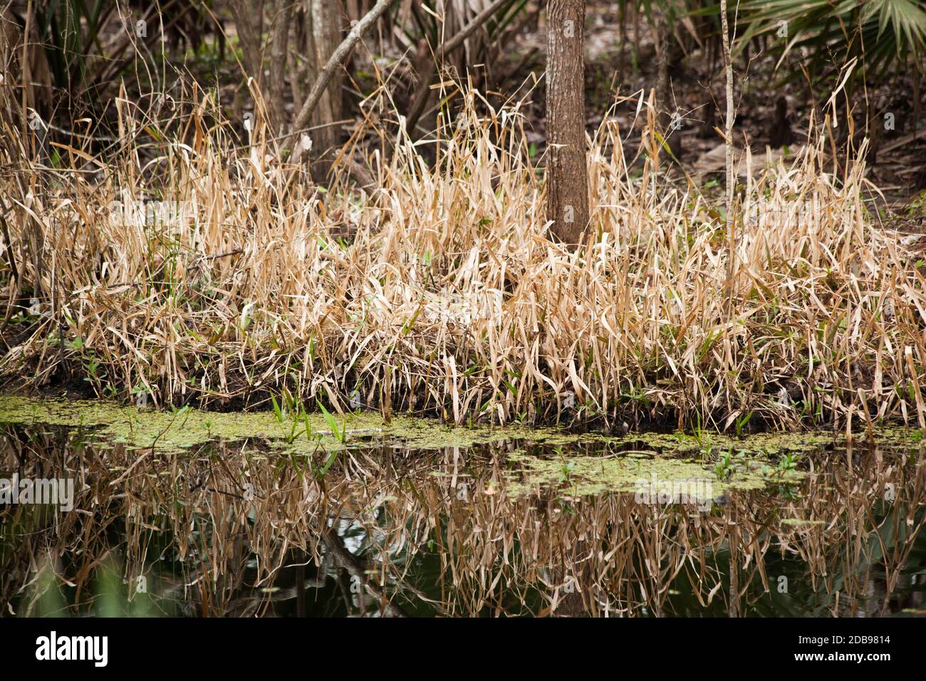 A Southern Swamp with trees and Spanish Moss Stock Photo - Alamy