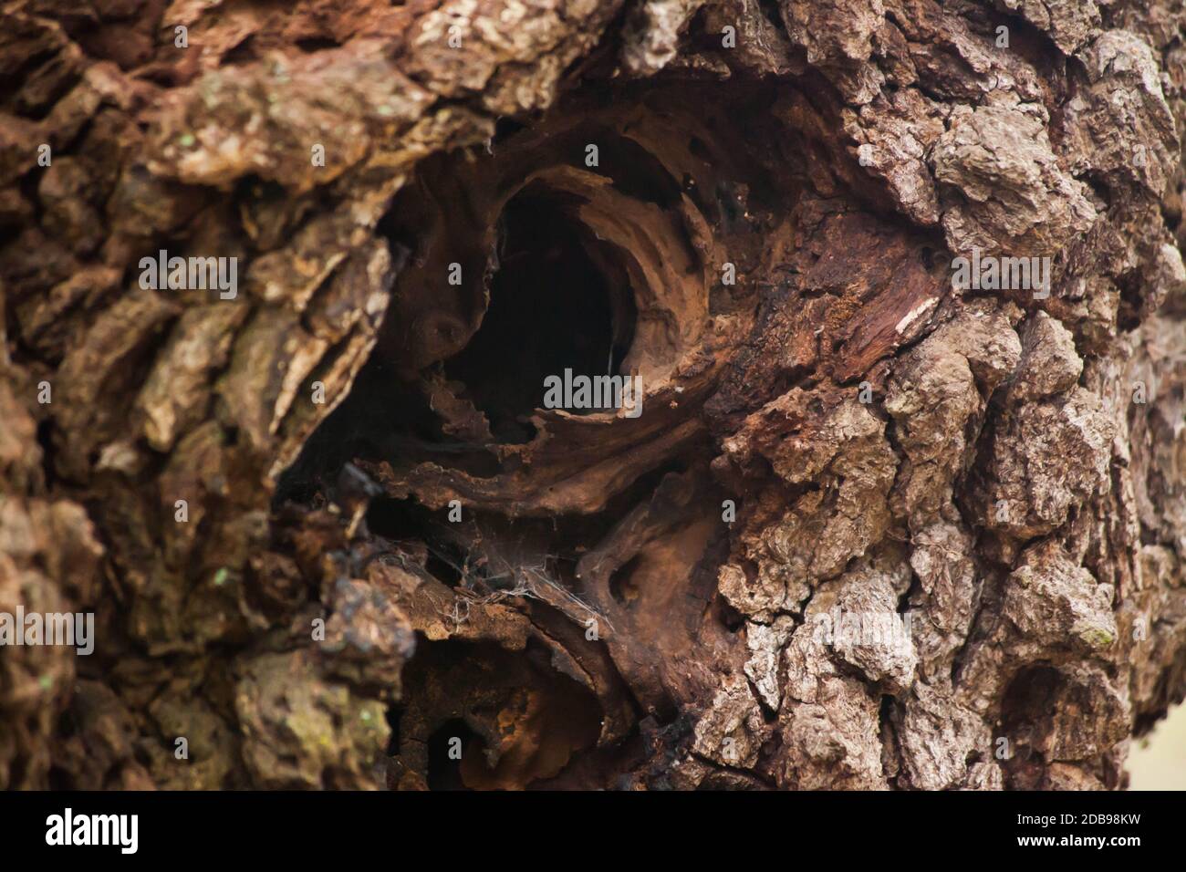 Abstraction of old tree wound Stock Photo - Alamy