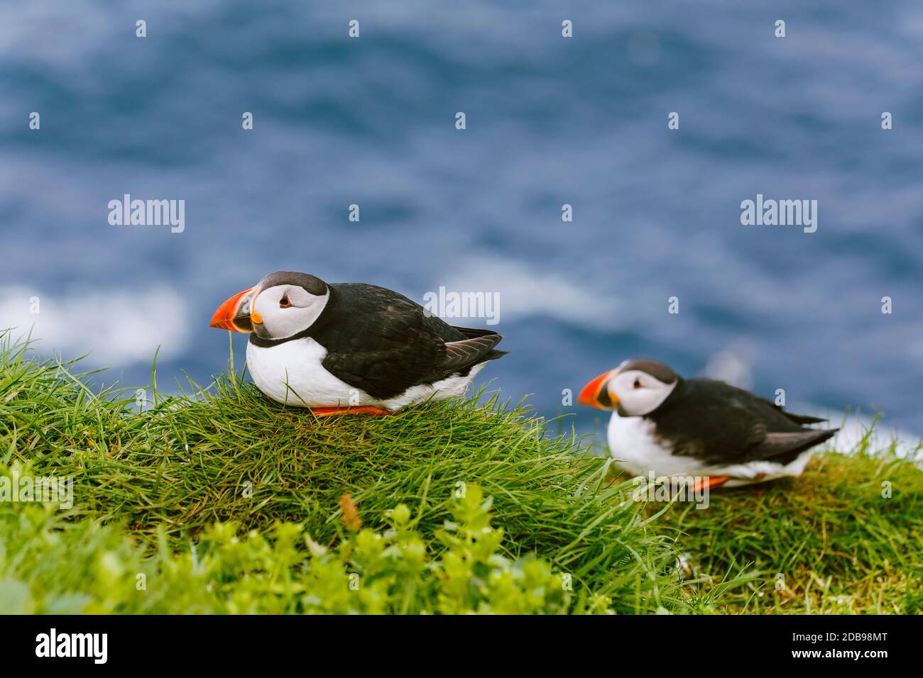 Birds of the faroe islands hi-res stock photography and images - Alamy