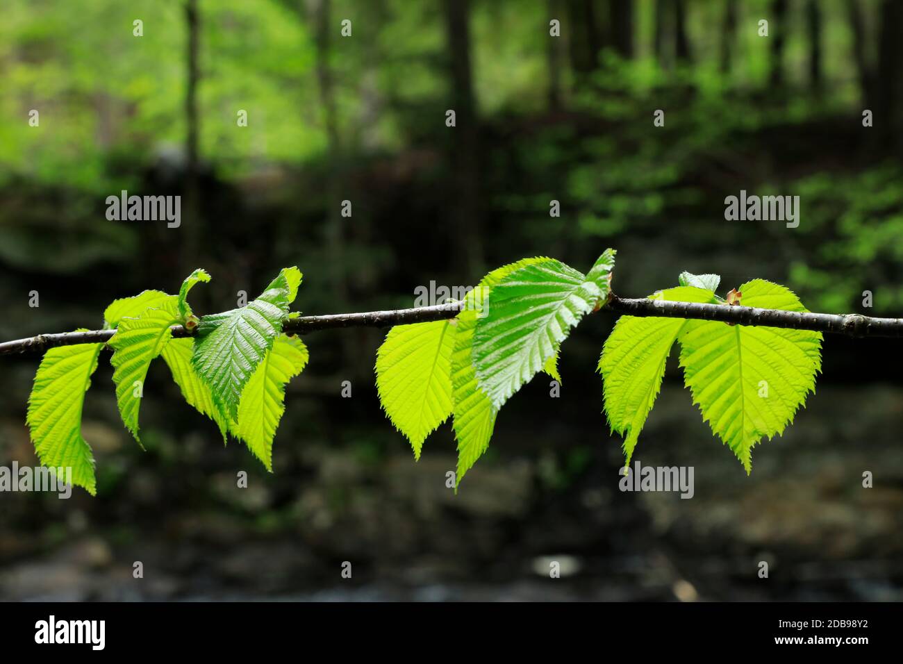 Beech tree leaves in forest, Adirondack Mountains, New York State, USA ...