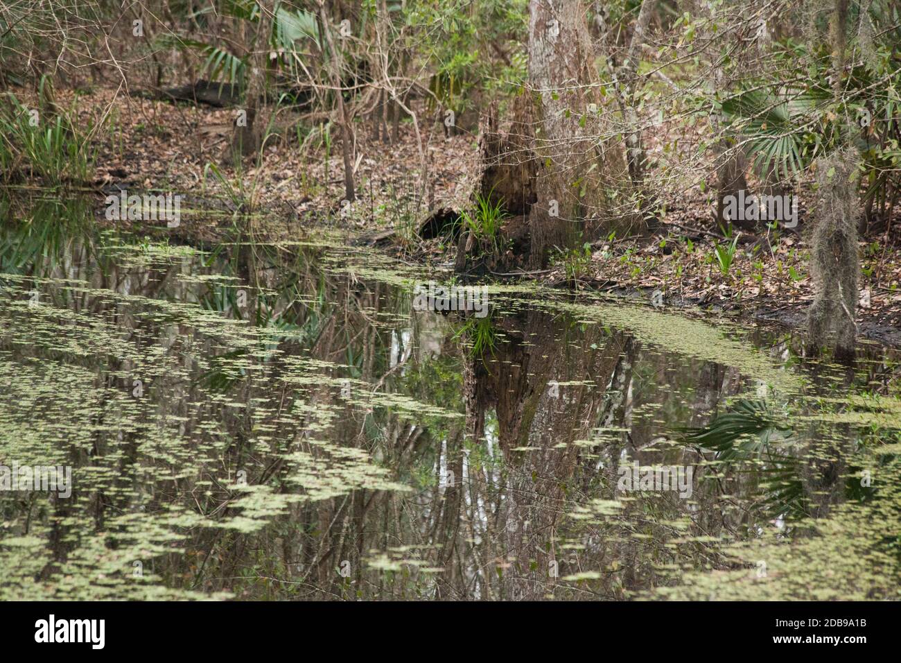 Tree in swamp reflected in water Stock Photo - Alamy