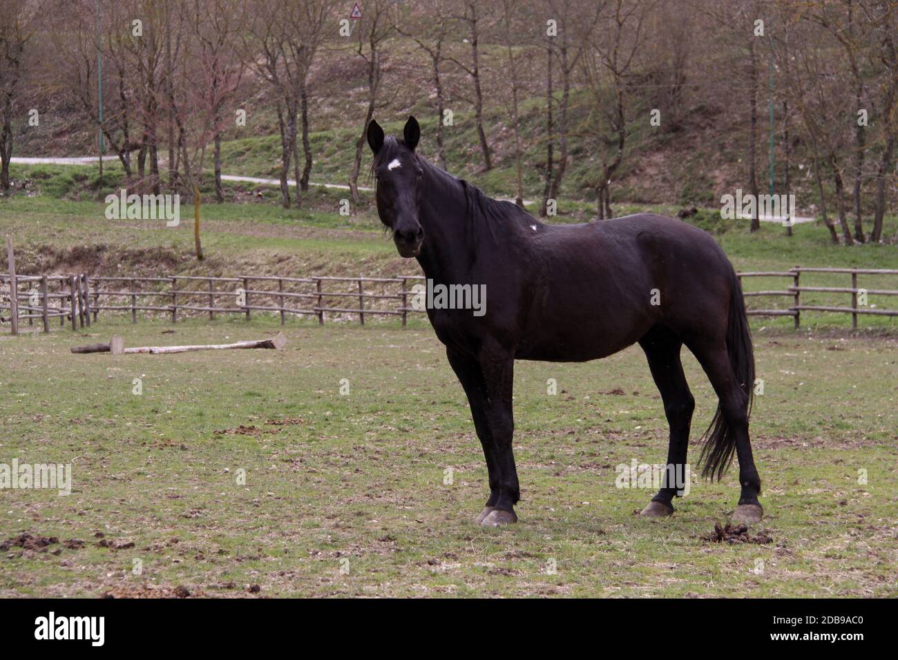 Maremmano horse hi-res stock photography and images - Alamy