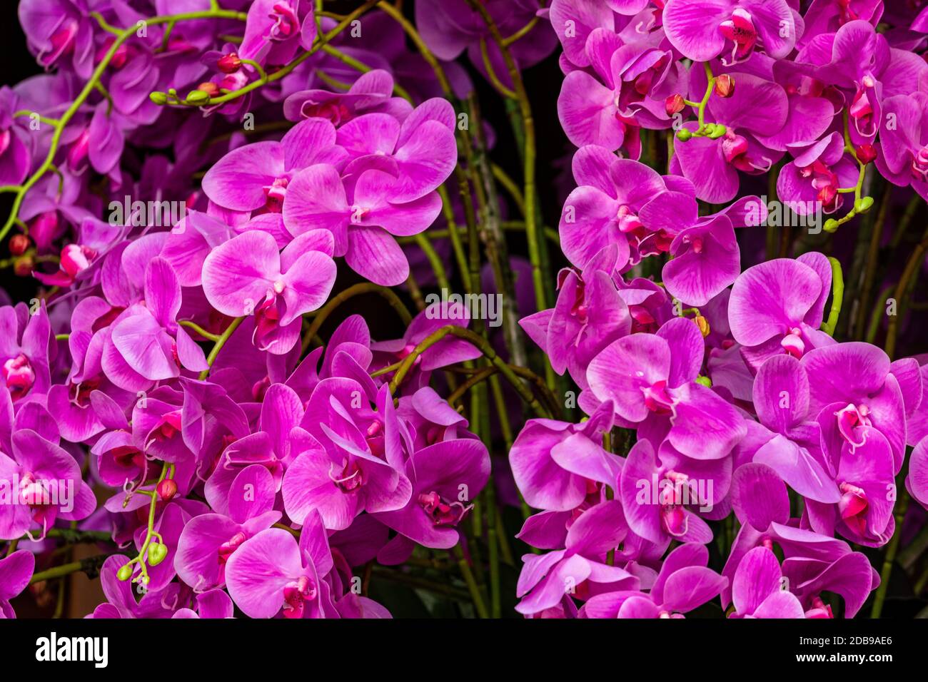 Spring orchid flower hi-res stock photography and images - Alamy