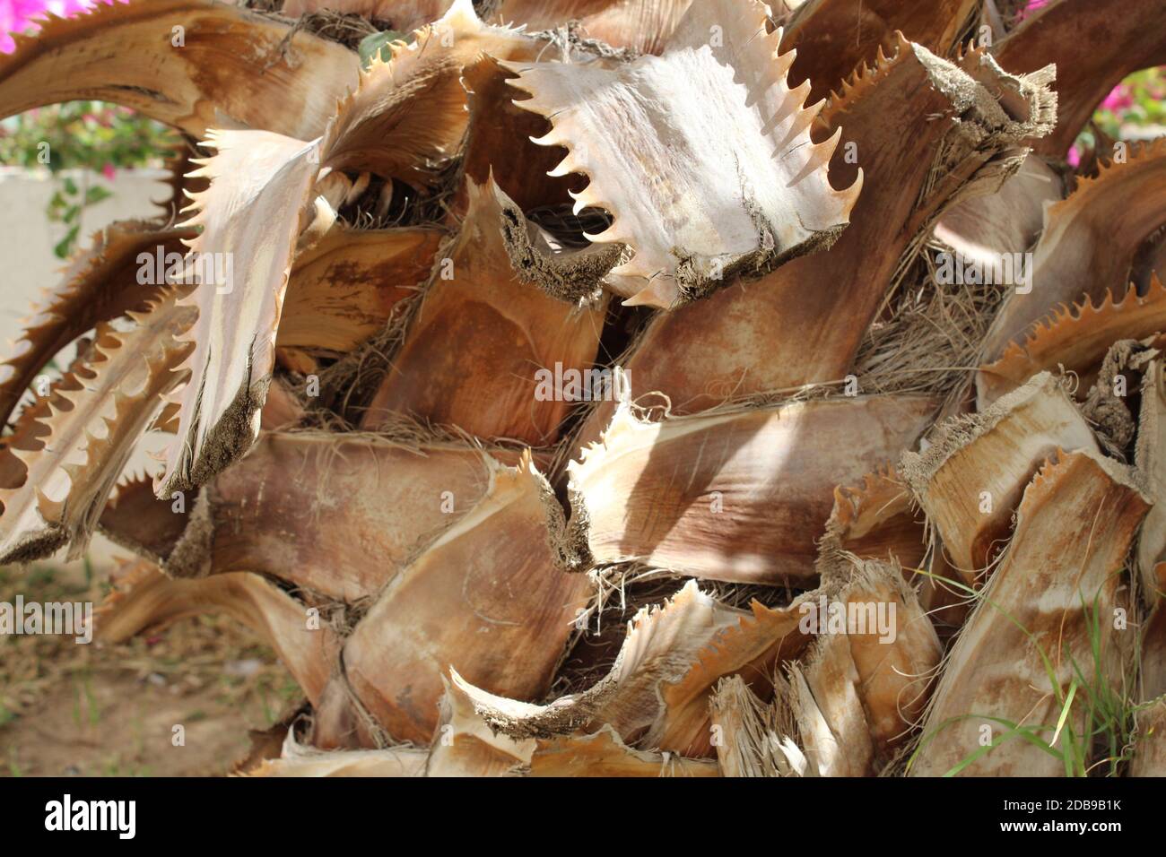 Texture of palm tree bark. Beautiful bark pattern. Close-up Stock Photo ...