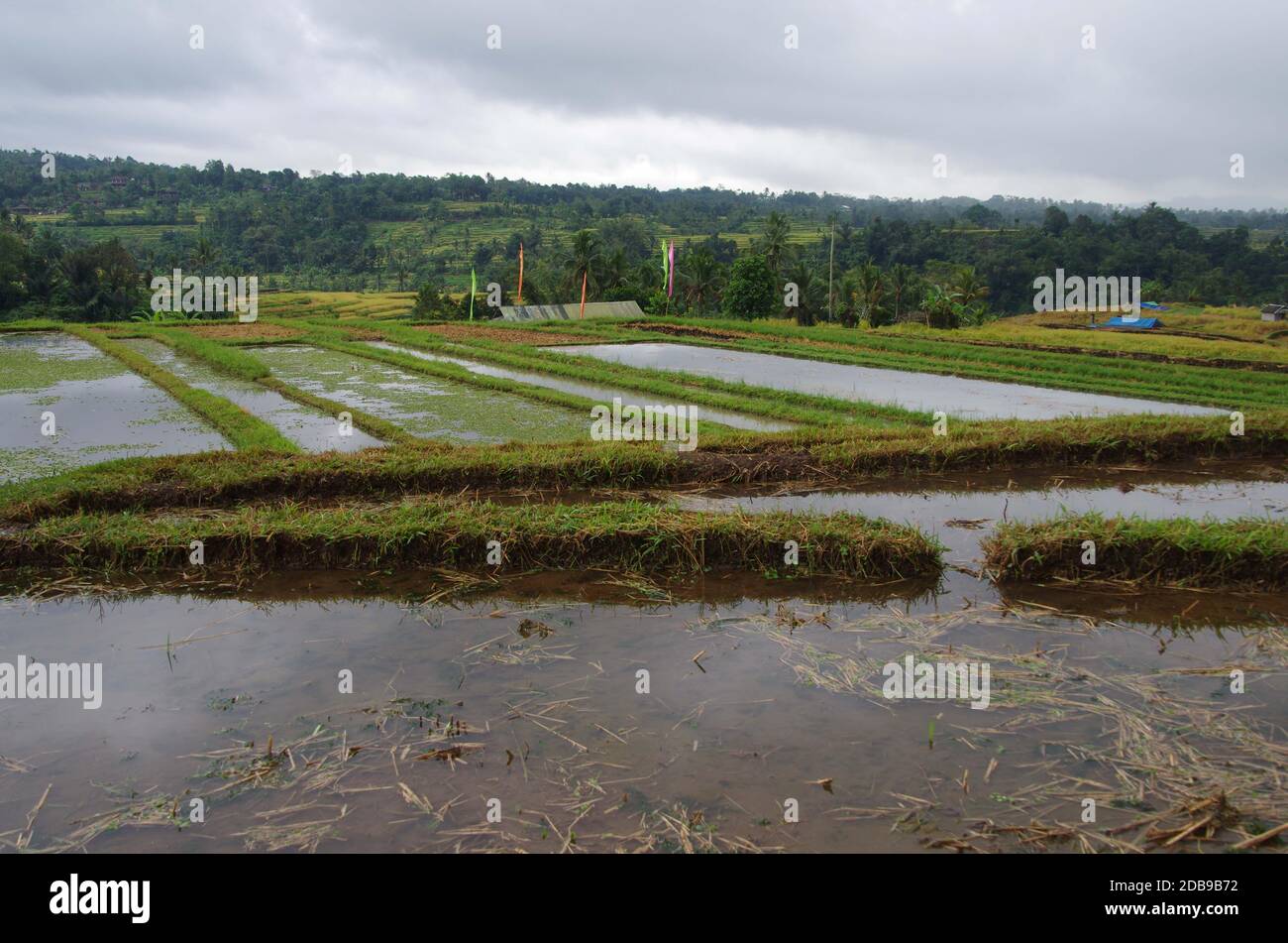 Jatiluwih Rice fields on the Bali island in Indonesia Stock Photo - Alamy