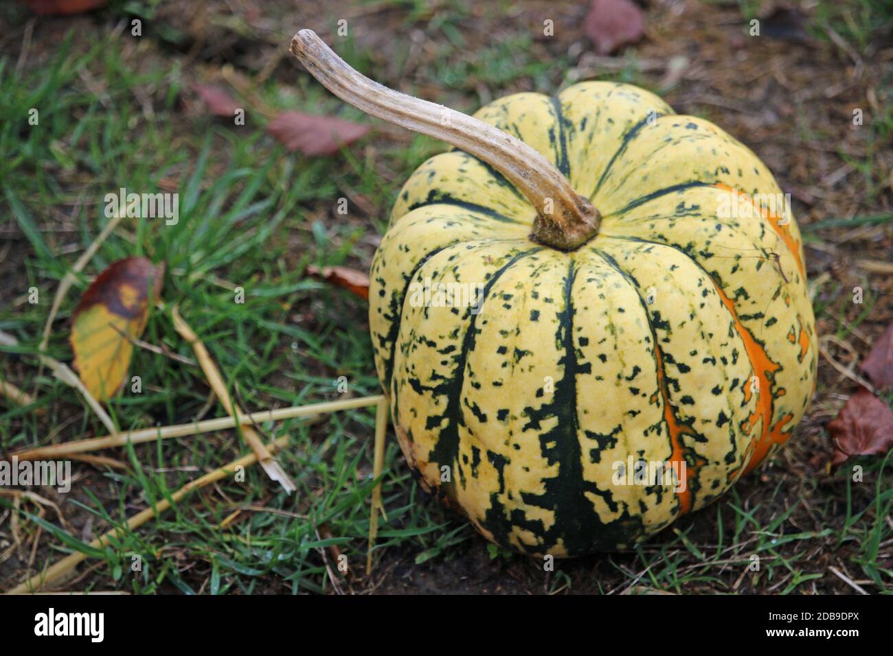 Orange, yellow and green festival squash, Cucurbita pepo variety ...