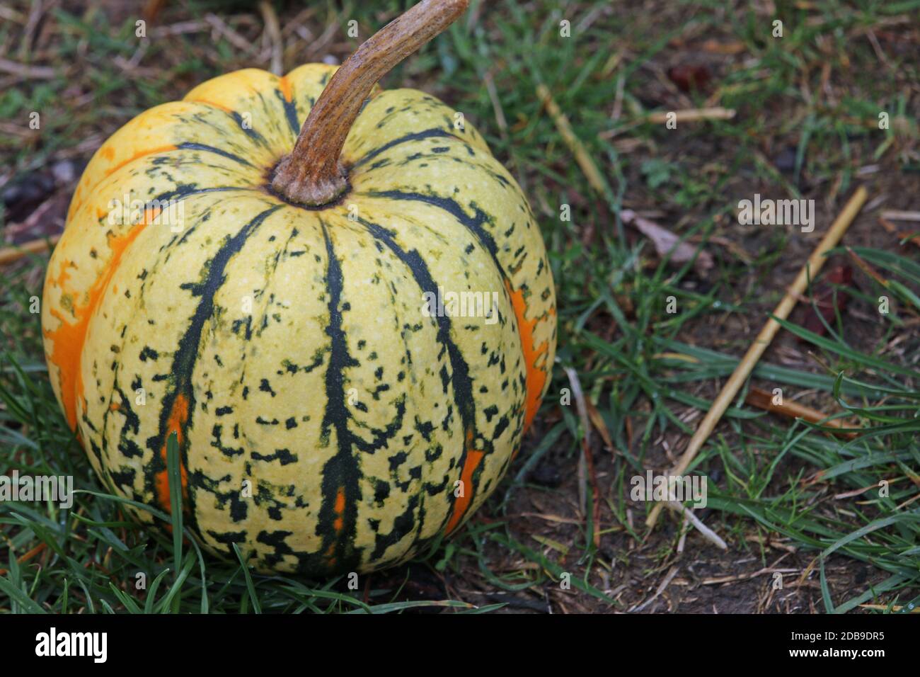 Orange, yellow and green festival squash, Cucurbita pepo variety ...