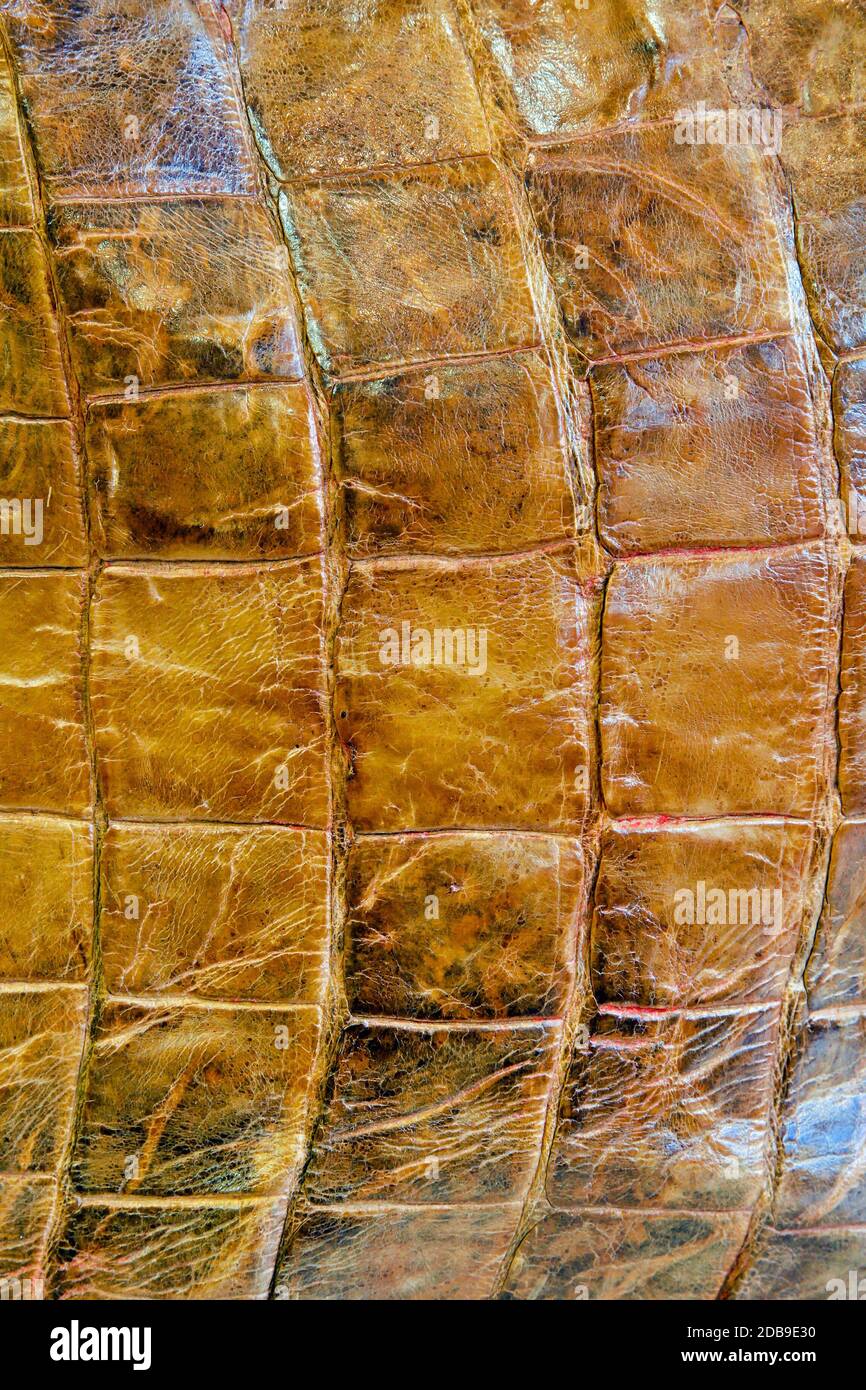 Alligator skin texture hi-res stock photography and images - Alamy