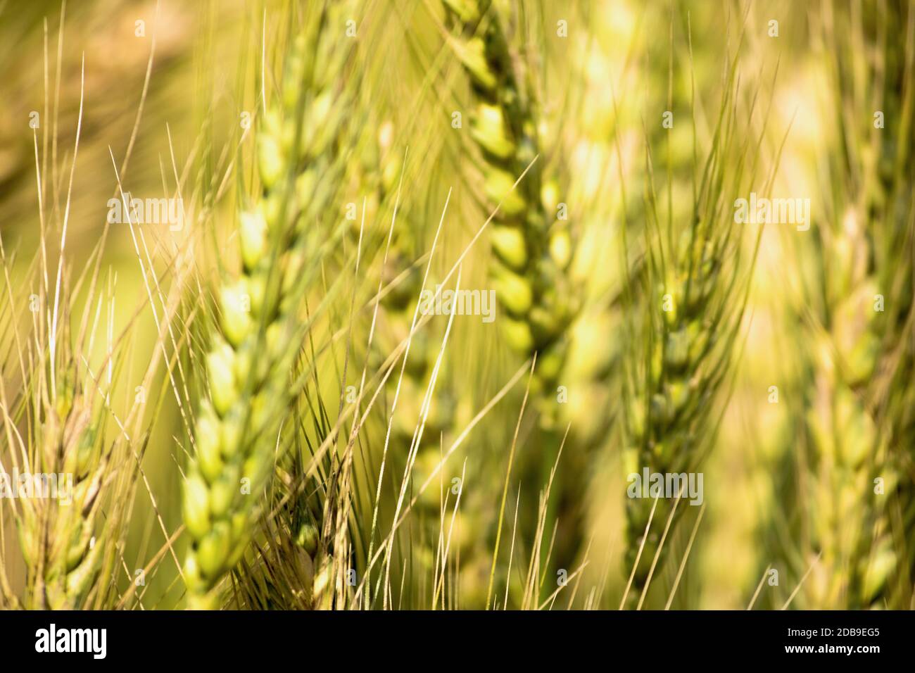 Green wheat field, Green wheat close up, Background of ripening green ...