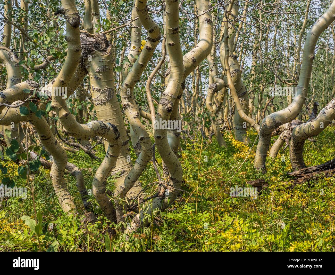Twisted trunks hi-res stock photography and images - Alamy