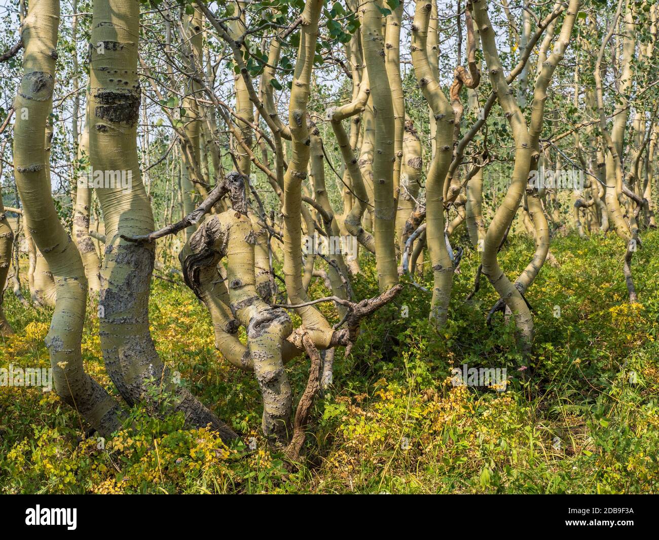 Twisted trunks hi-res stock photography and images - Alamy