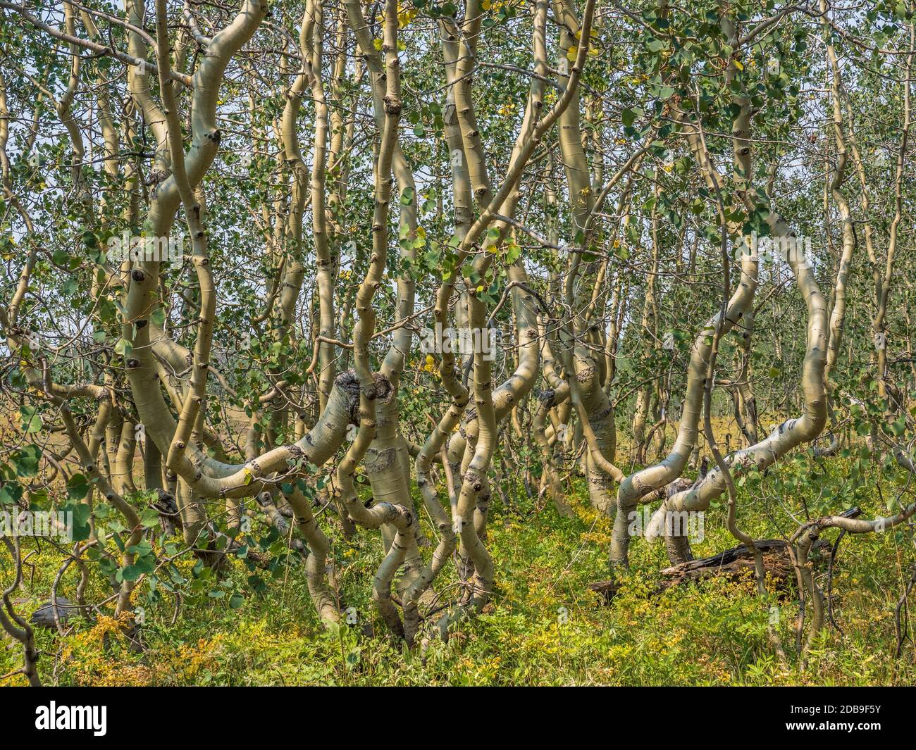 Twisted trunks hi-res stock photography and images - Alamy