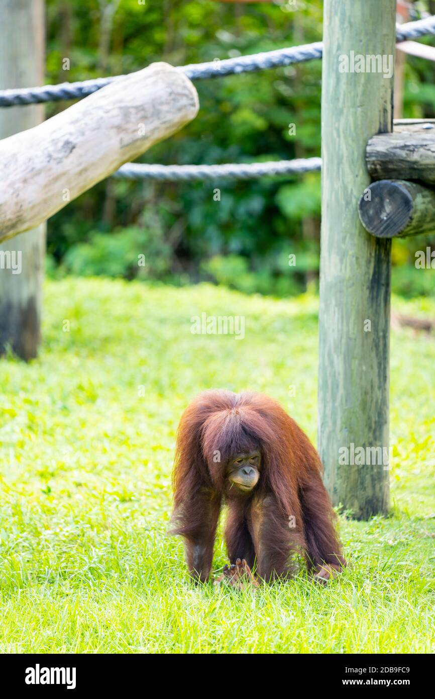Wildlife photo Orangutan in a habitat Stock Photo - Alamy
