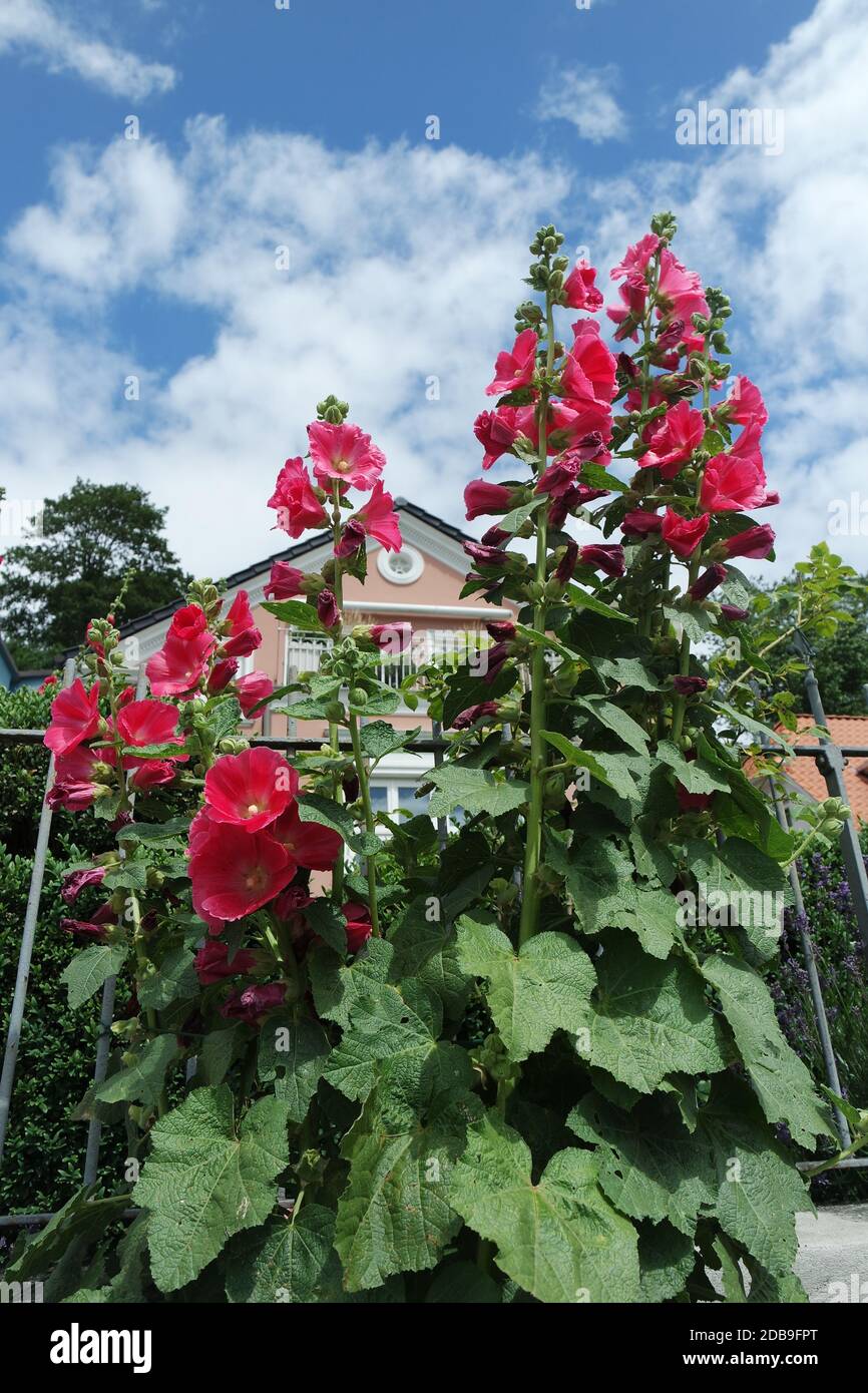 Plants flowers hollyhock flower hi-res stock photography and images - Alamy