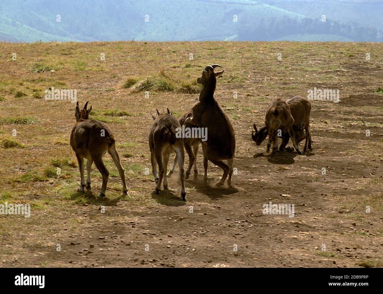 Nilgiri Tahrs (Mountain Goats) sparring at Aravikulam National Park in ...