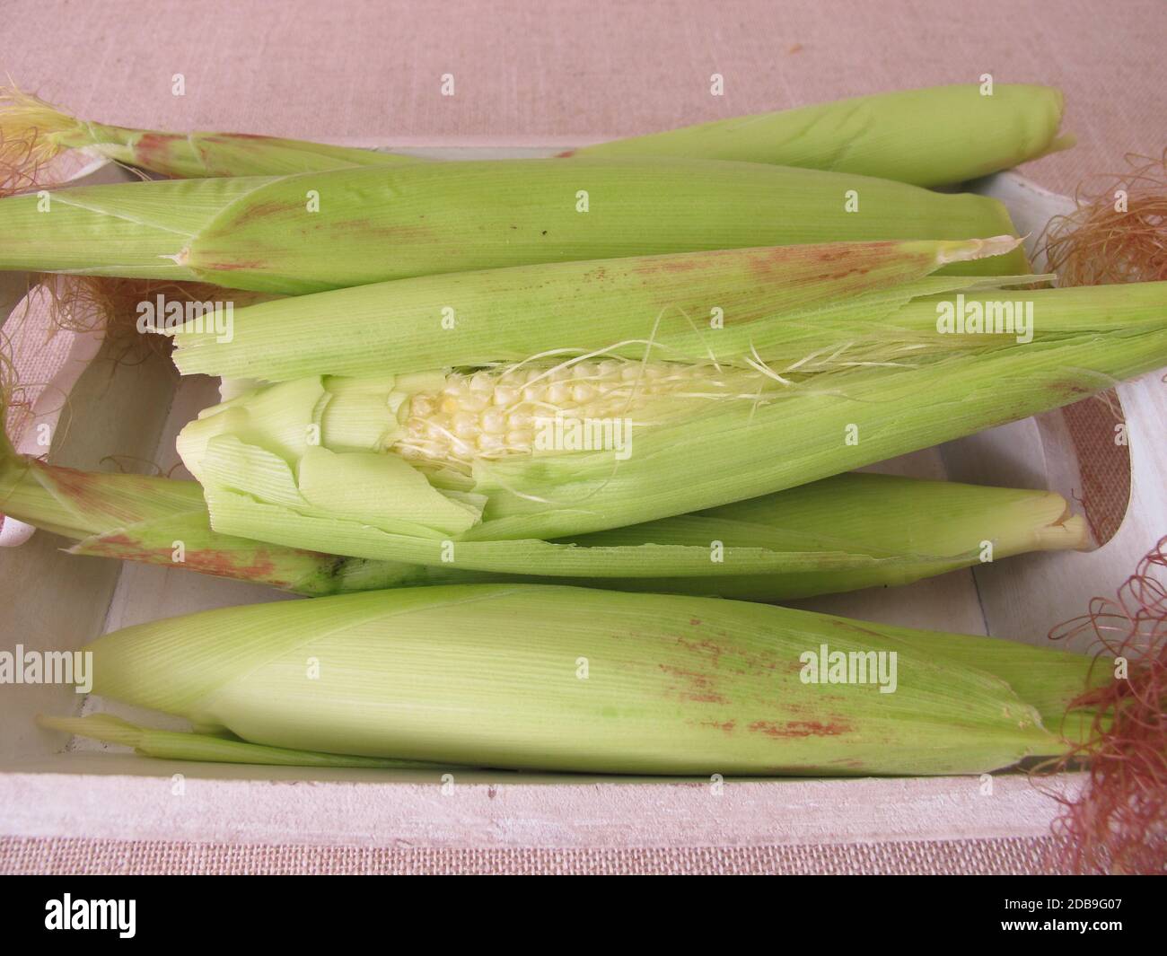 Corn Ears High Resolution Stock Photography and Images - Alamy
