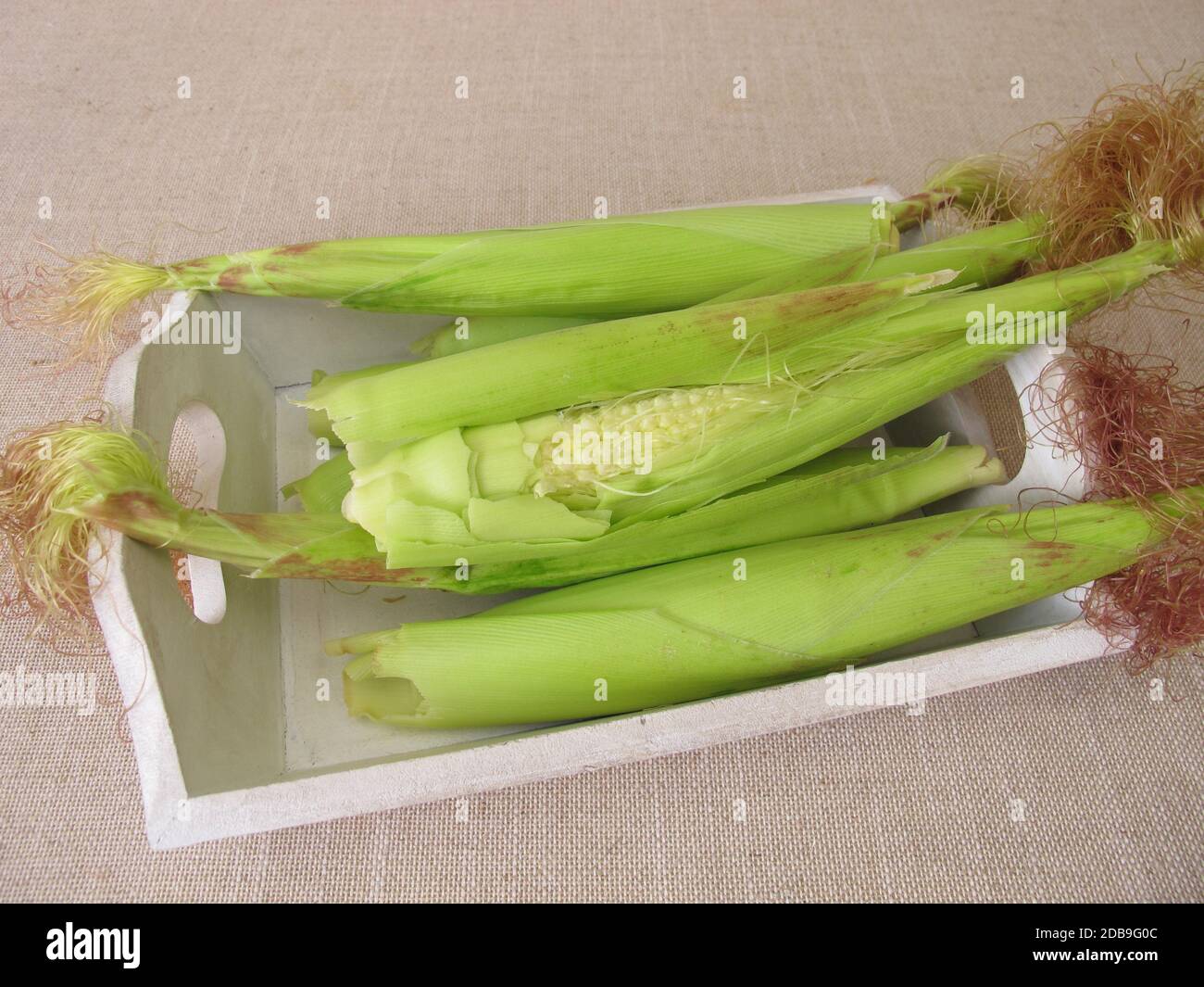 Young corn ears in husk leaves from the garden on a tray Stock Photo ...