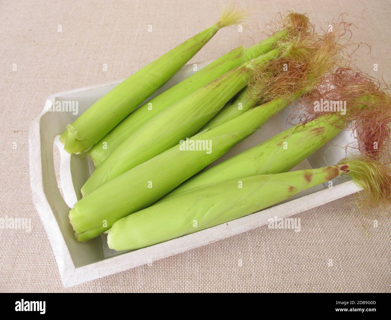 Young corn ears in husk leaves from the garden on a tray Stock Photo ...