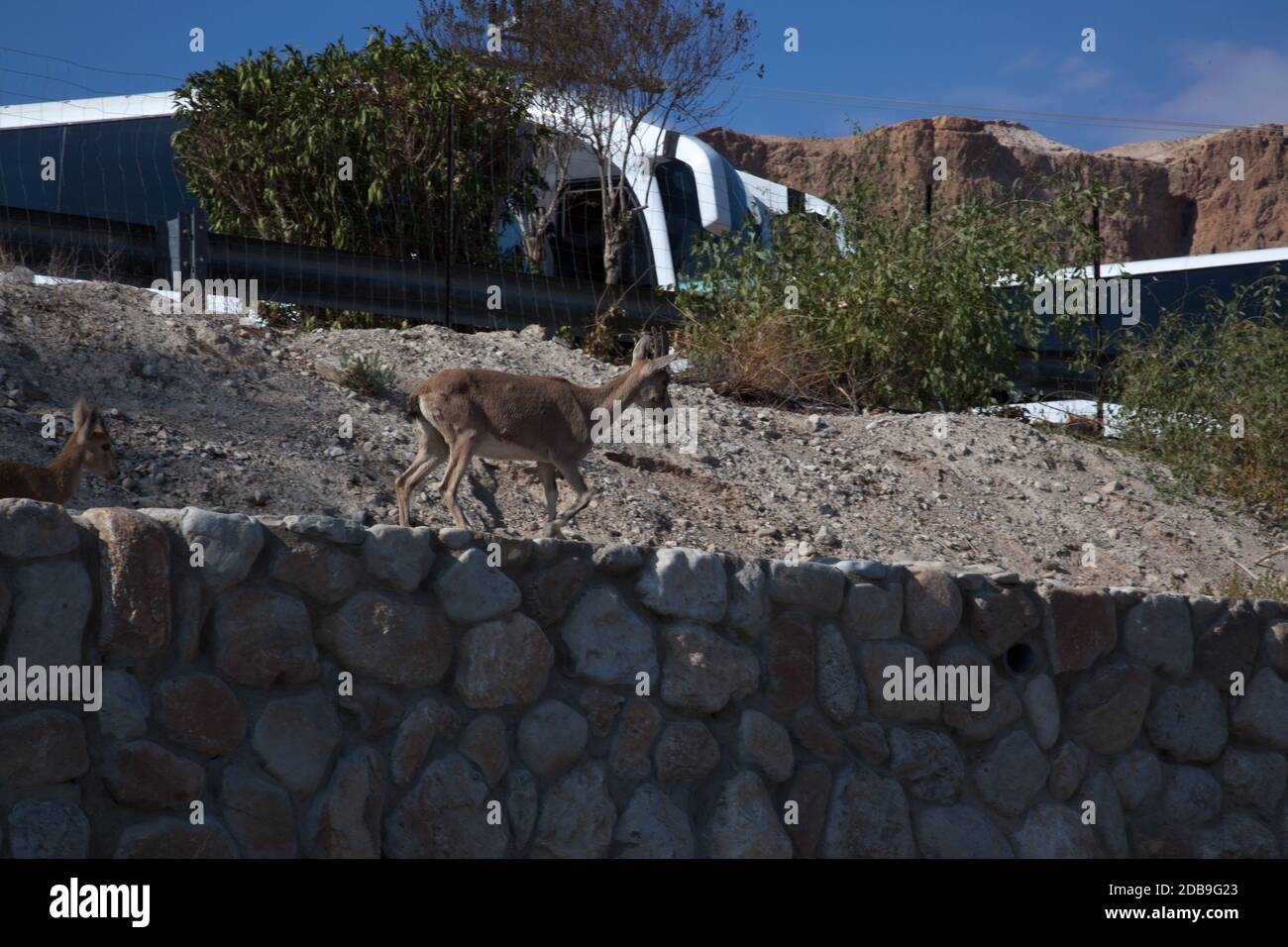 Ibex walking on a wall Stock Photo - Alamy